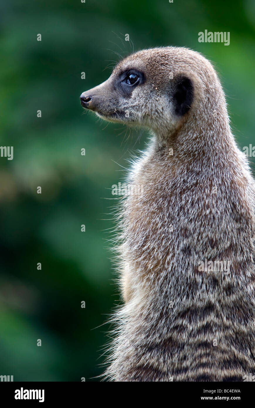 Suricata Suricatta Iona High Resolution Stock Photography and Images ...