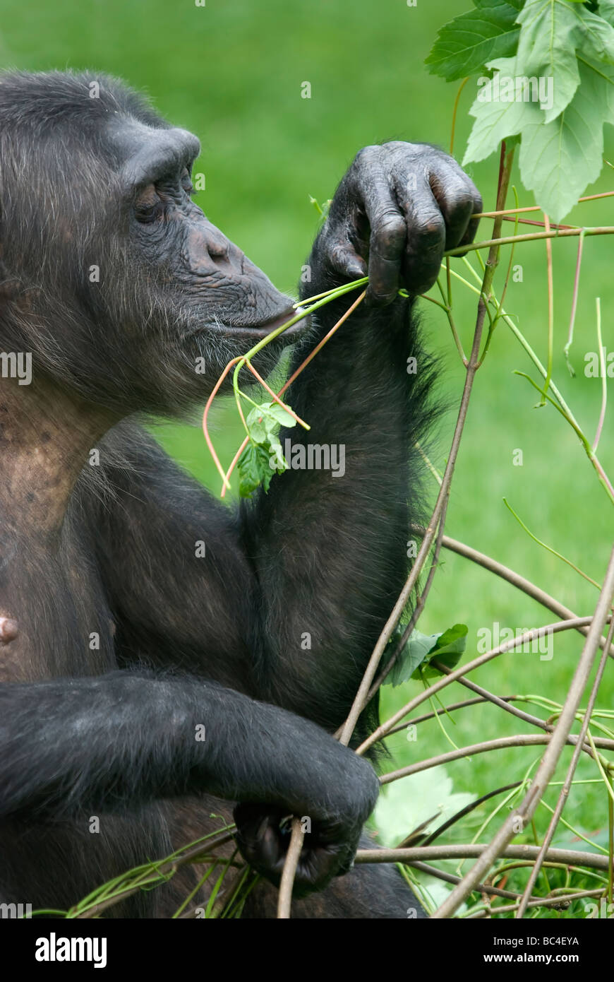 Chimp eating leaves hi-res stock photography and images - Alamy