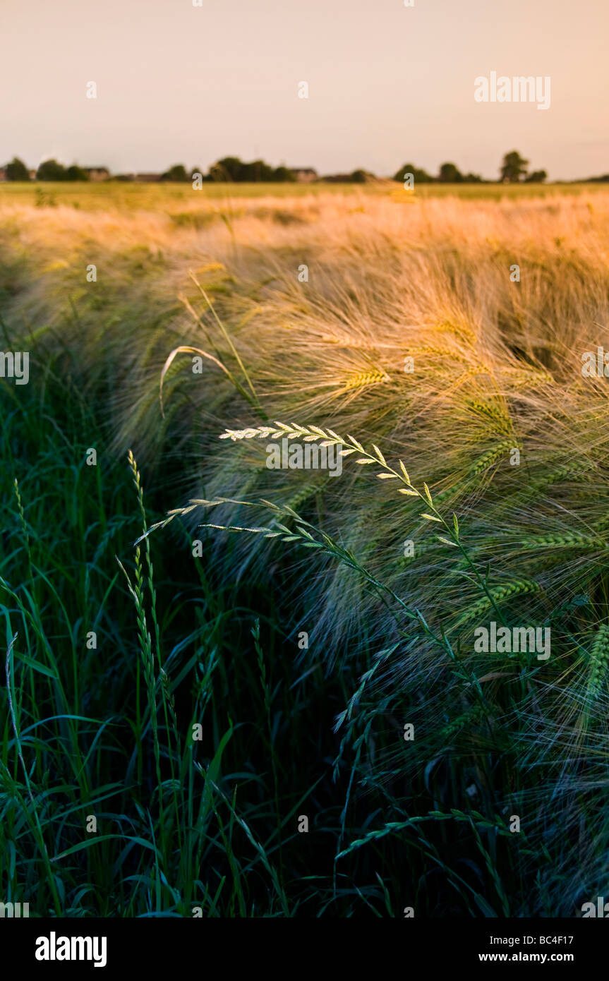 Somme valley hi-res stock photography and images - Alamy