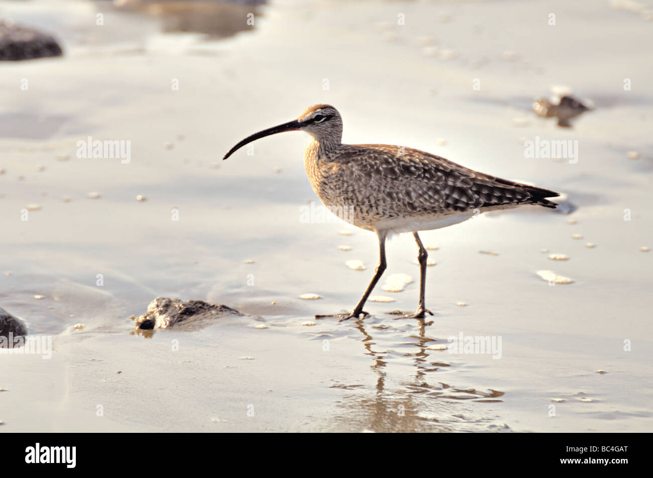 Saltwater wetland bird hi-res stock photography and images - Alamy