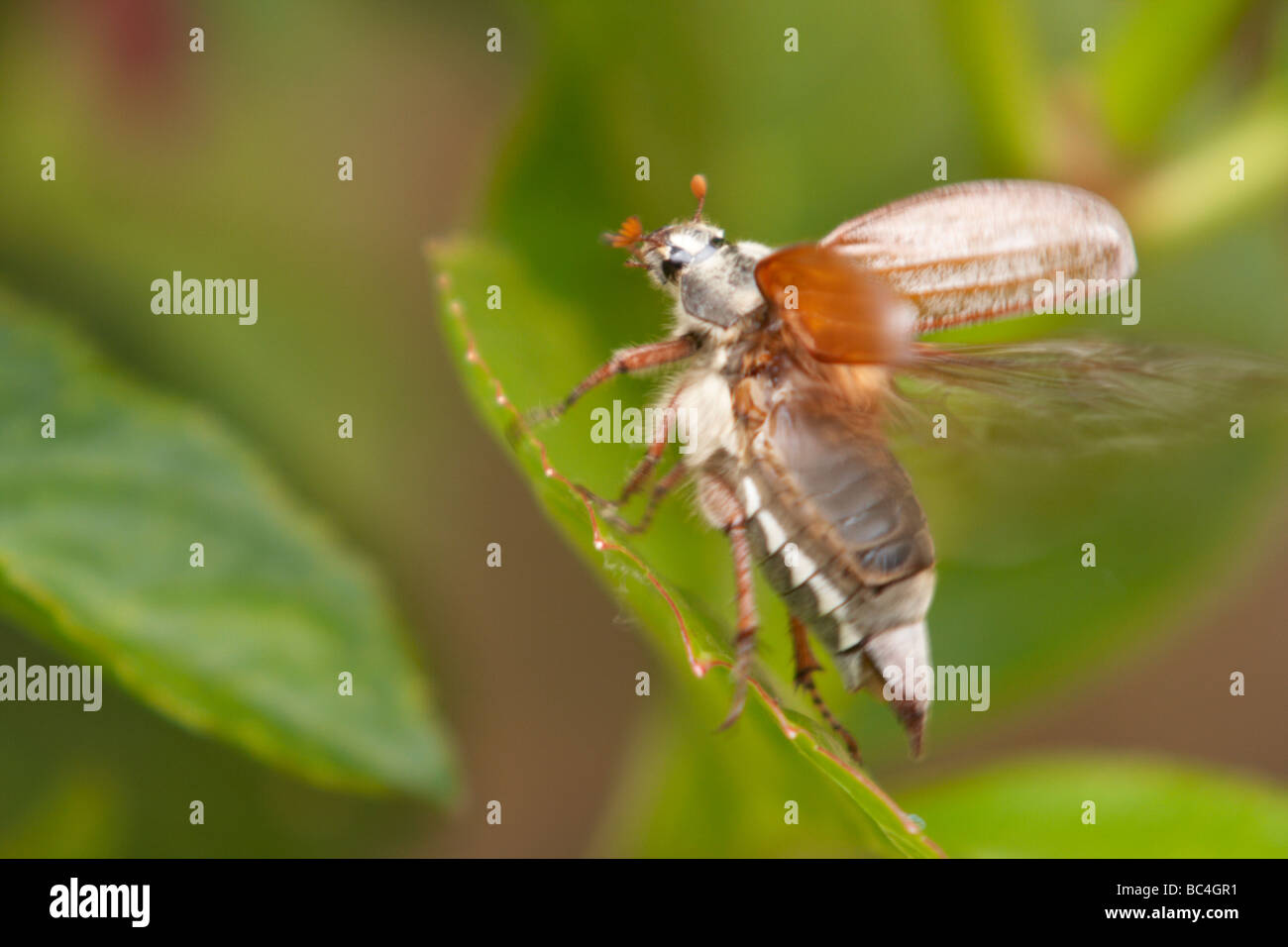 beatle,beatle take off,insect,garden,nature,natural world Stock Photo ...