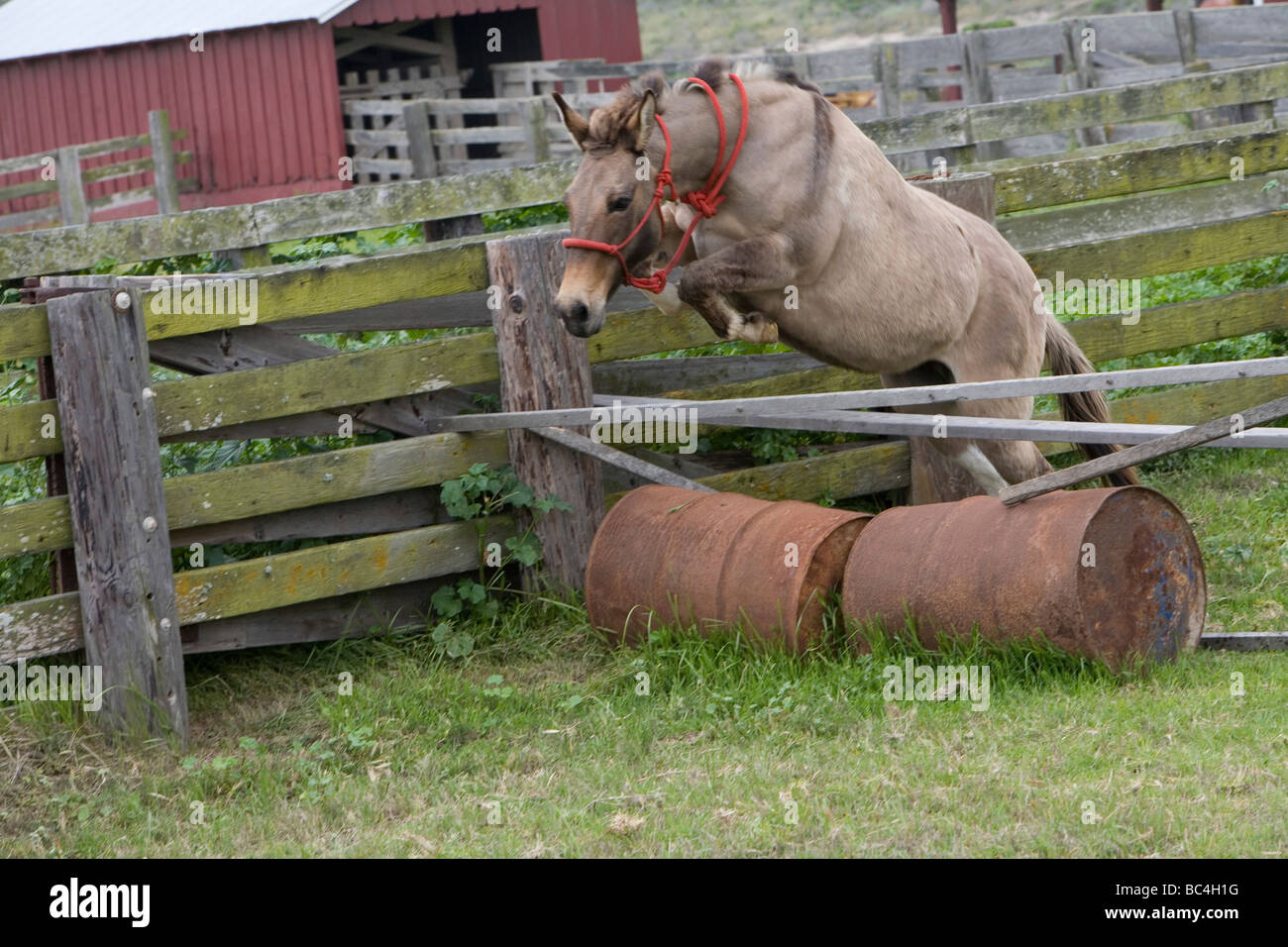 Channel Islands National Park Santa Rosa Island Stock Photo - Alamy