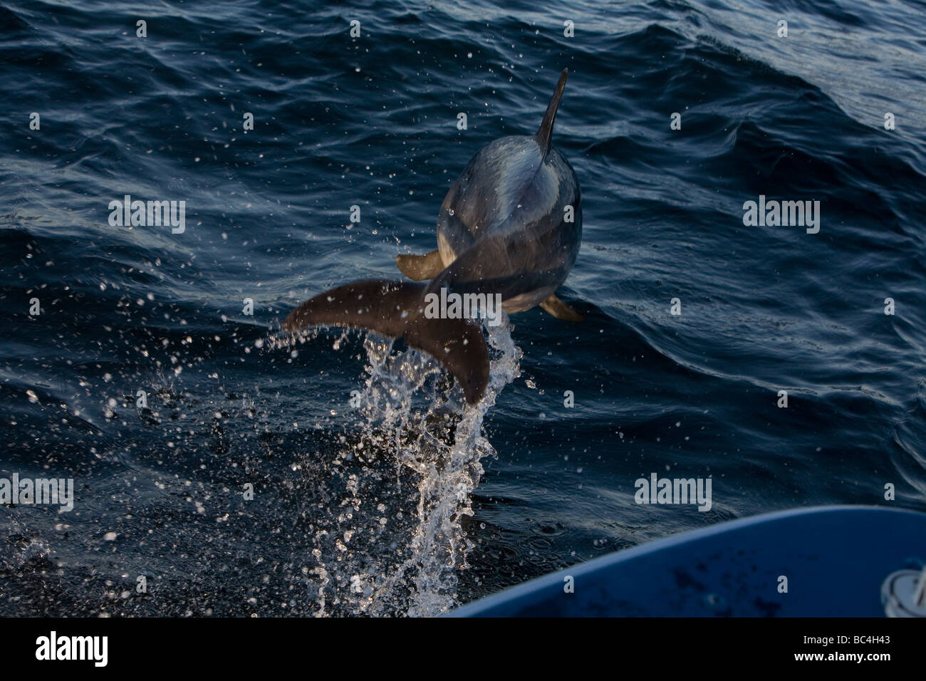 Channel Islands National Park Santa Rosa Island Stock Photo - Alamy