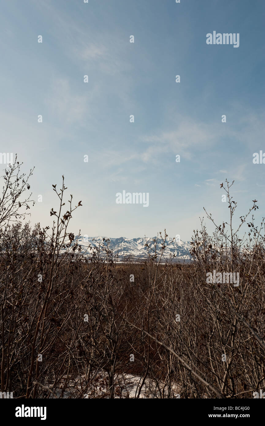 ARCTIC WILLOW AND MOUNTAINS ON THE ALASKAN TUNDRA Stock Photo - Alamy