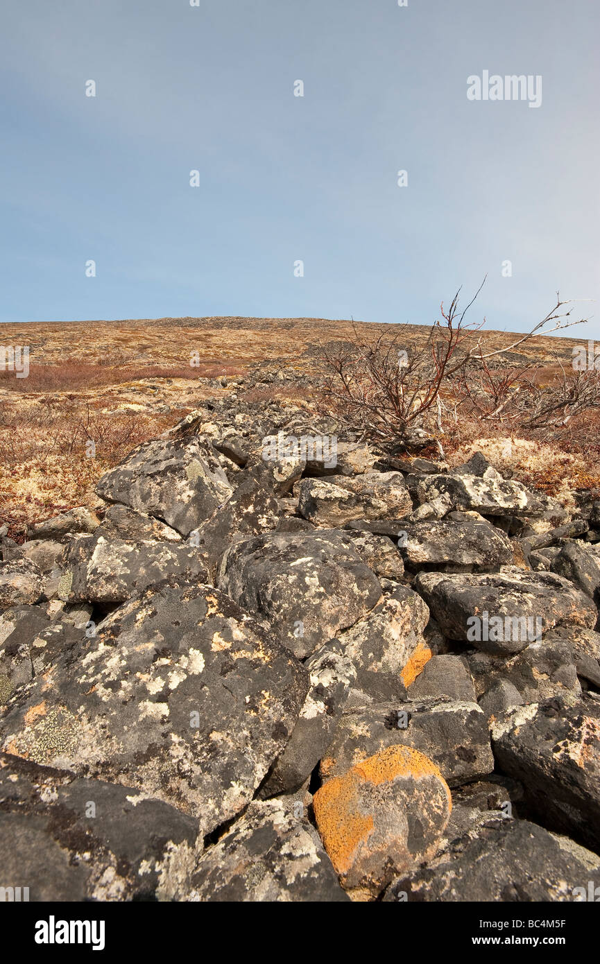 LICHEN COVERED ROCKS ON THE ALASKAN TUNDRA Stock Photo - Alamy