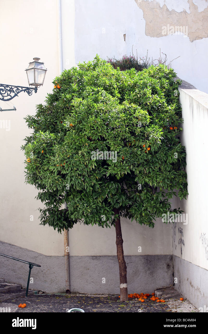 Orange tree street in the Alfama neighbourhood of Lisbon Stock Photo ...