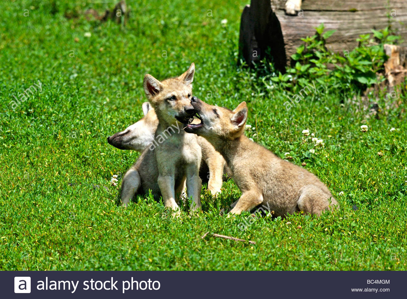 Eastern Canadian Wolf Stock Photos & Eastern Canadian Wolf Stock Images ...