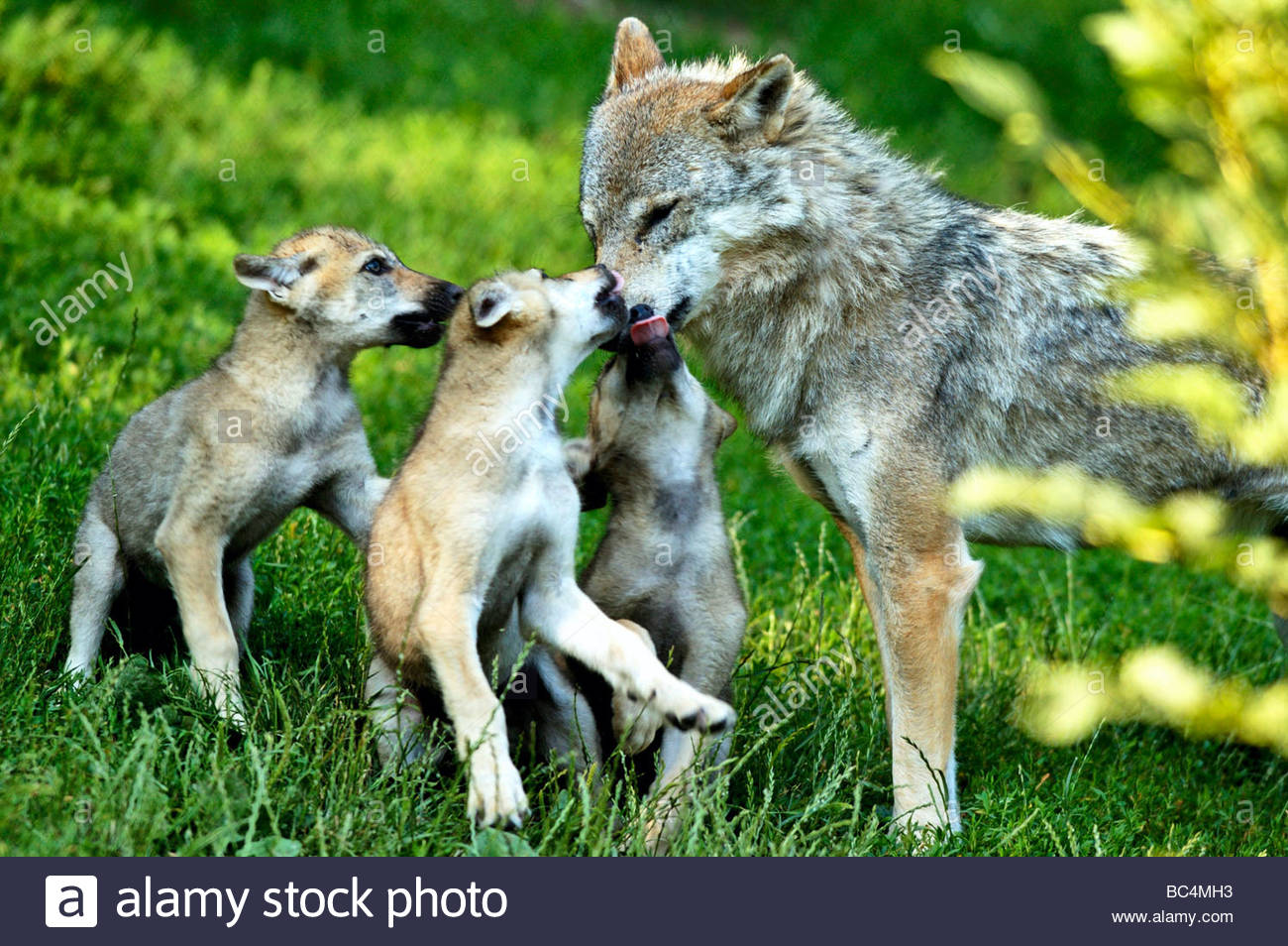 Eastern Canadian Wolf Stock Photos & Eastern Canadian Wolf Stock Images ...
