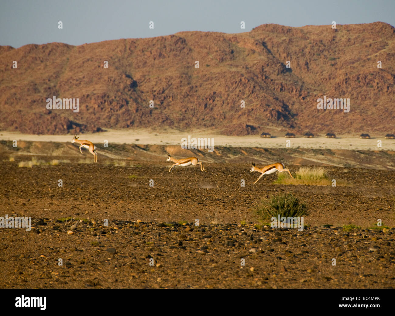 Leaping Springbok High Resolution Stock Photography and Images - Alamy