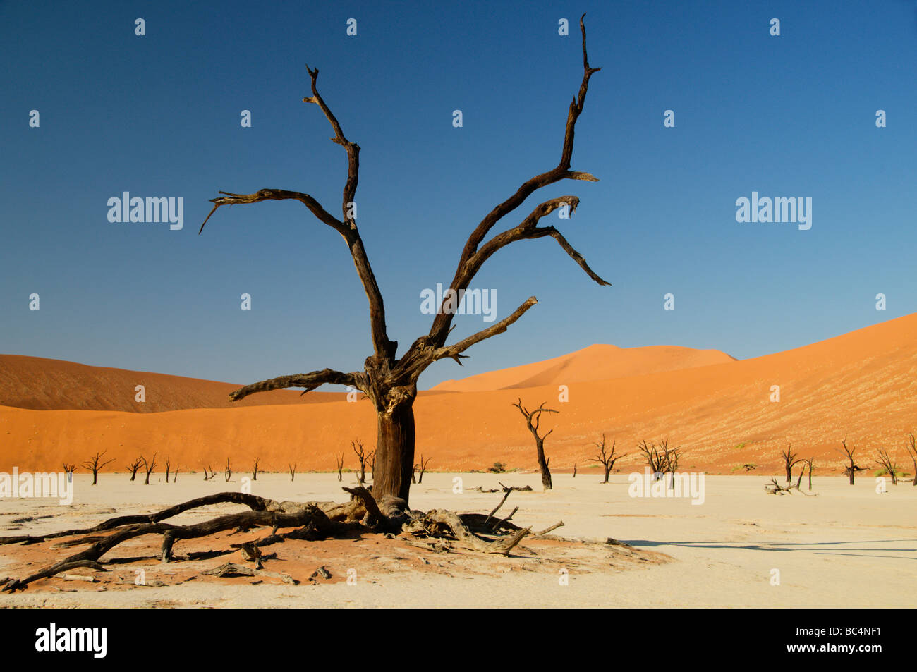 Nambia tree desert hi-res stock photography and images - Alamy