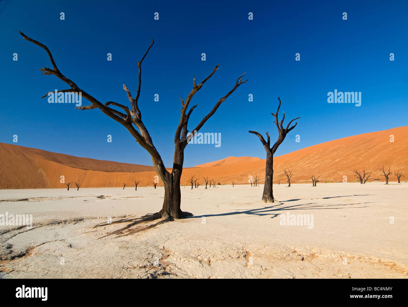 the stark dead tree and sand dune landscape of Dead Vlei in Sossusvlei ...