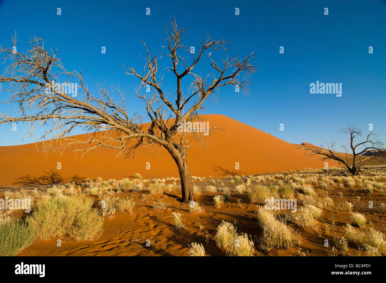 the beautiful sand dune landscape of Sossusvlei National Park in Nambia ...