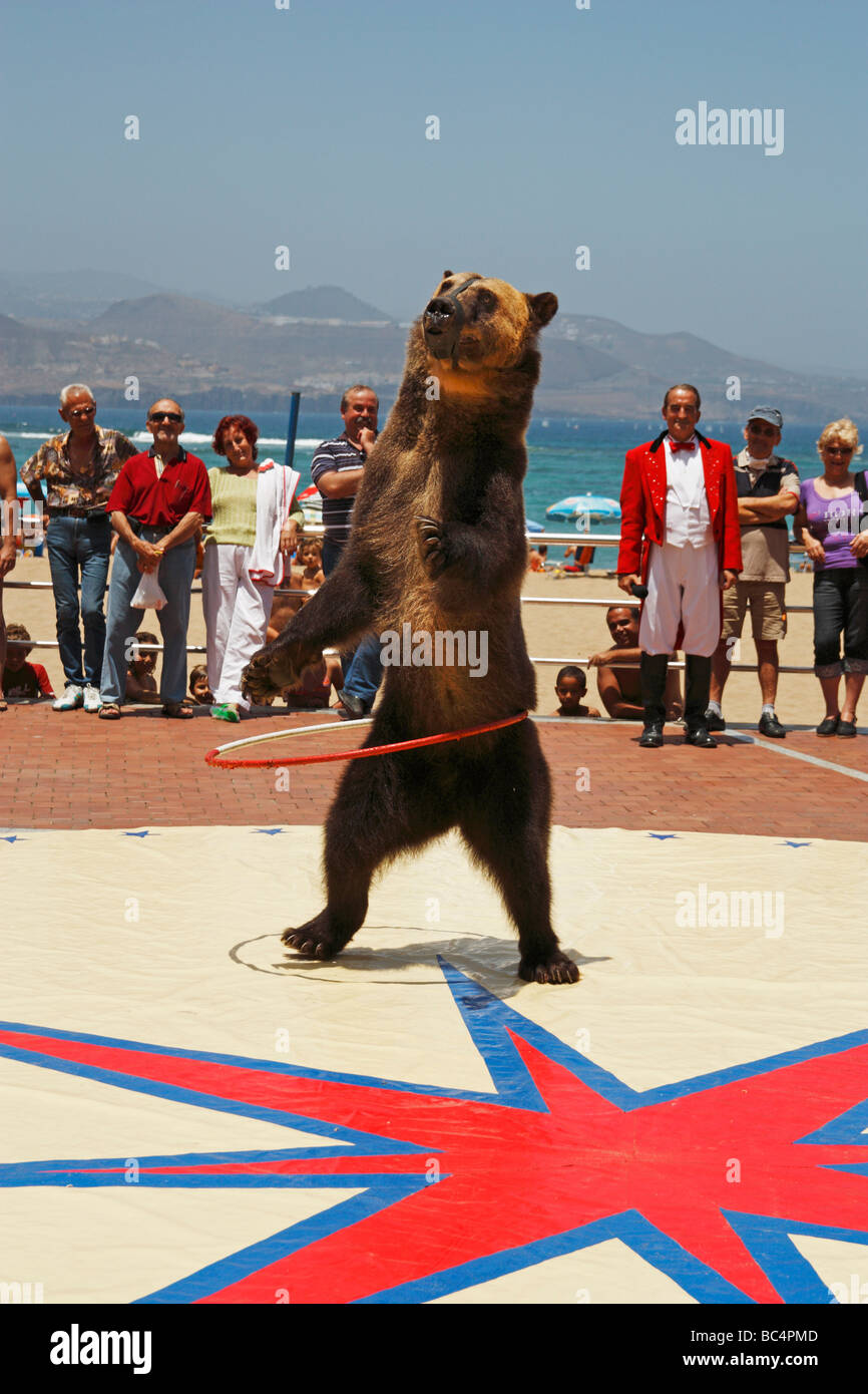 Circus Bear High Resolution Stock Photography and Images - Alamy
