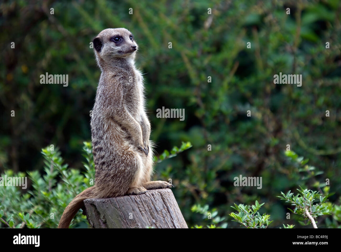 Compare The Meerkat High Resolution Stock Photography and Images - Alamy