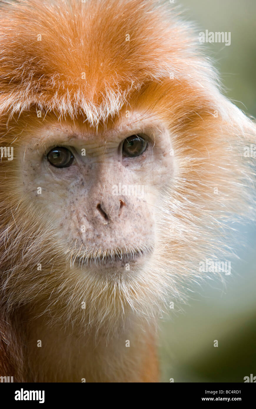 Langur monkey javan lutung hi-res stock photography and images - Alamy