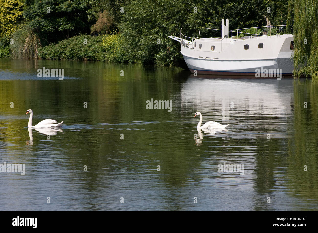 swans white leisure pleasure boat vessel cruising river medway yalding ...