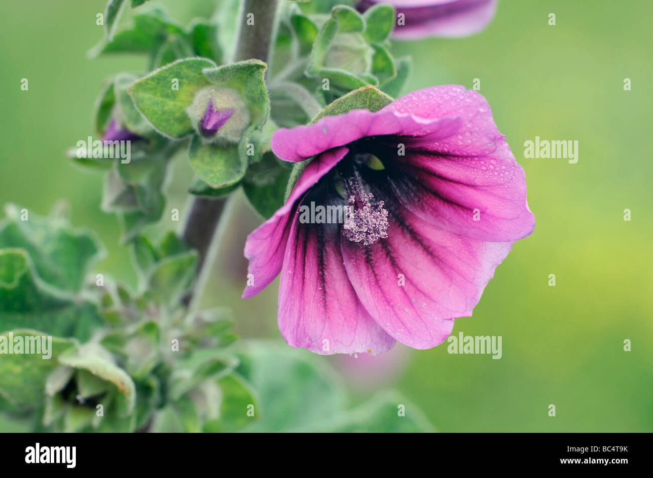 Tree Mallow Lavatera arborea Stock Photo - Alamy