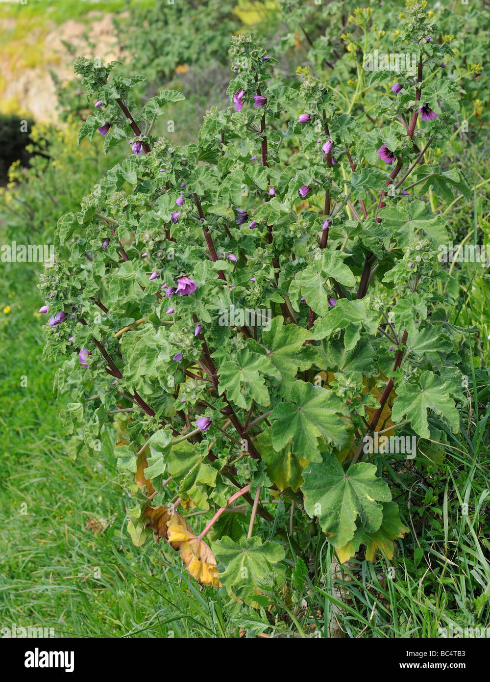 Tree Mallow Lavatera arborea Stock Photo - Alamy