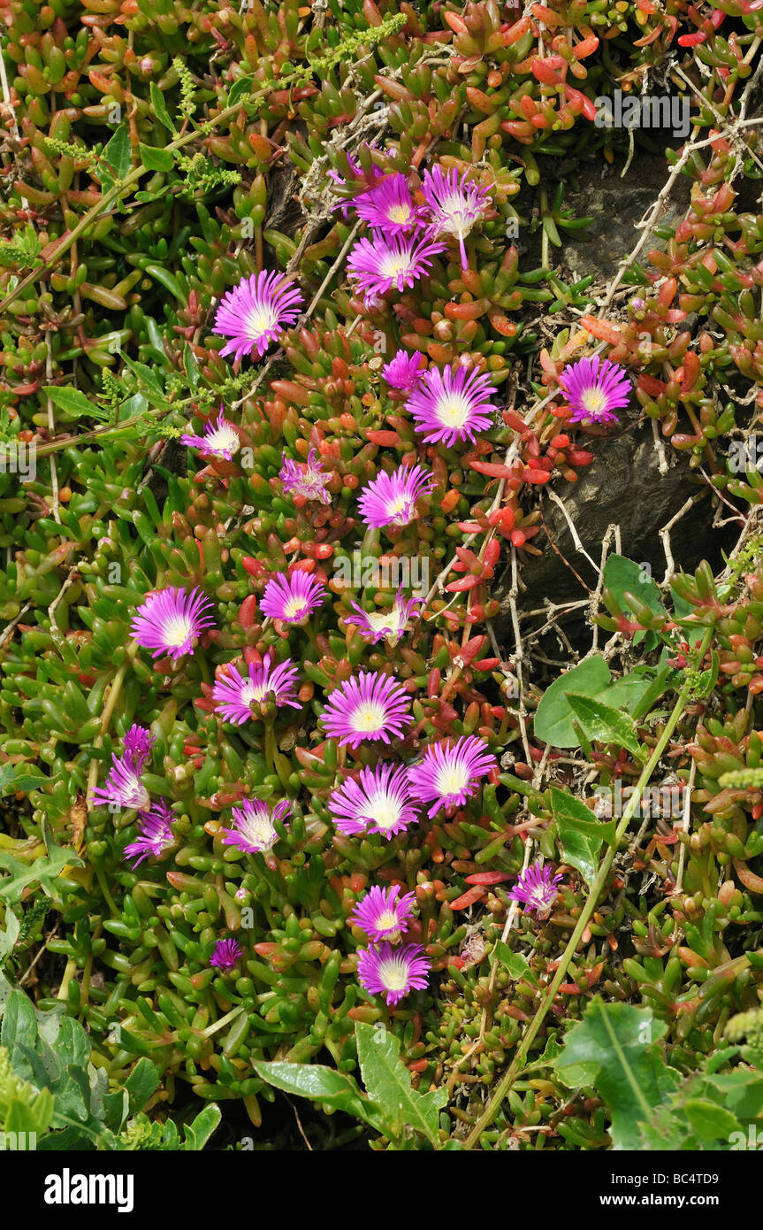 Purple Dewplant Disphyma crassifolium Growing over cliffs on The Lizard ...