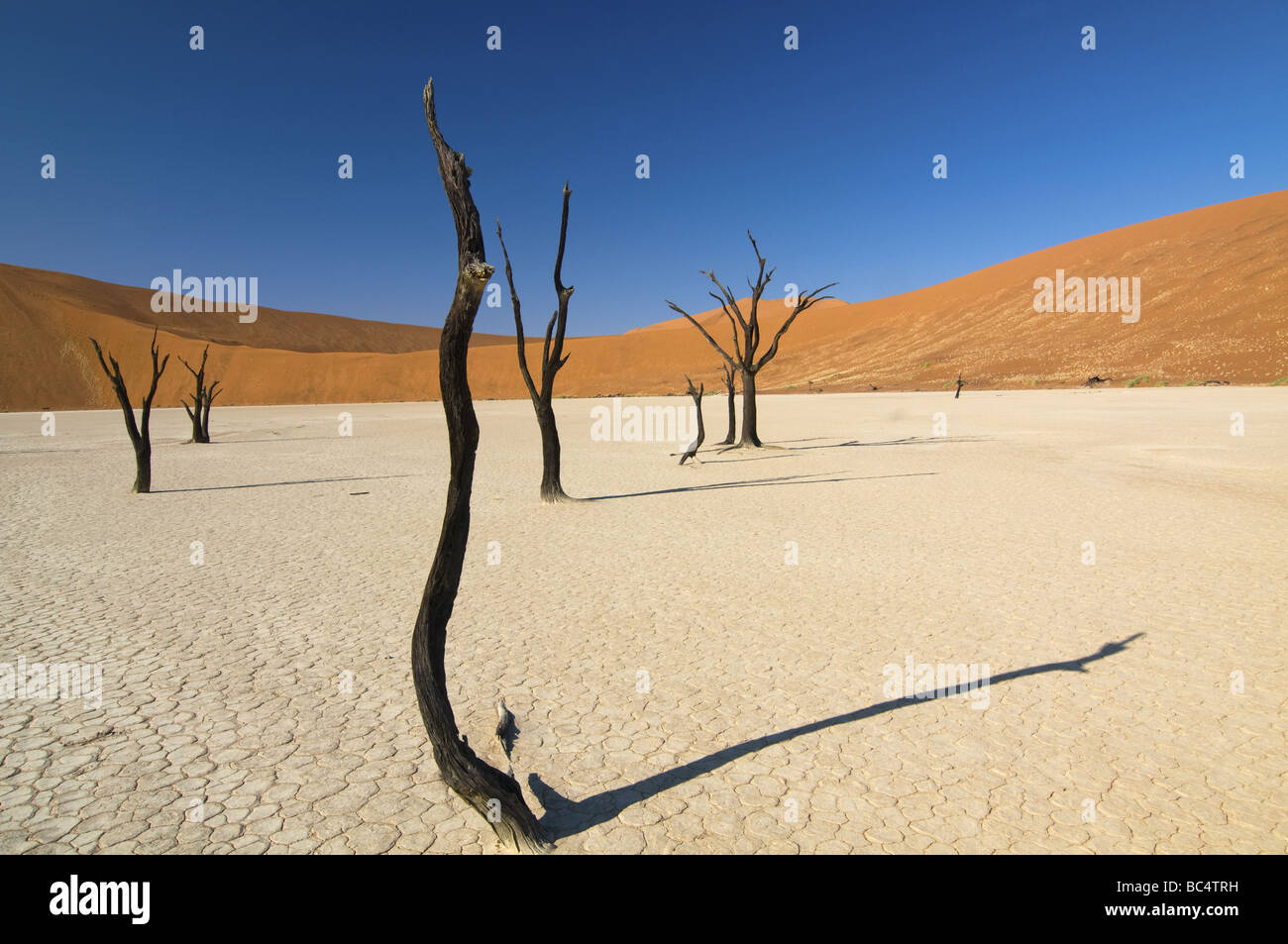 the stark dead tree and sand dune landscape of Dead Vlei in Sossusvlei ...