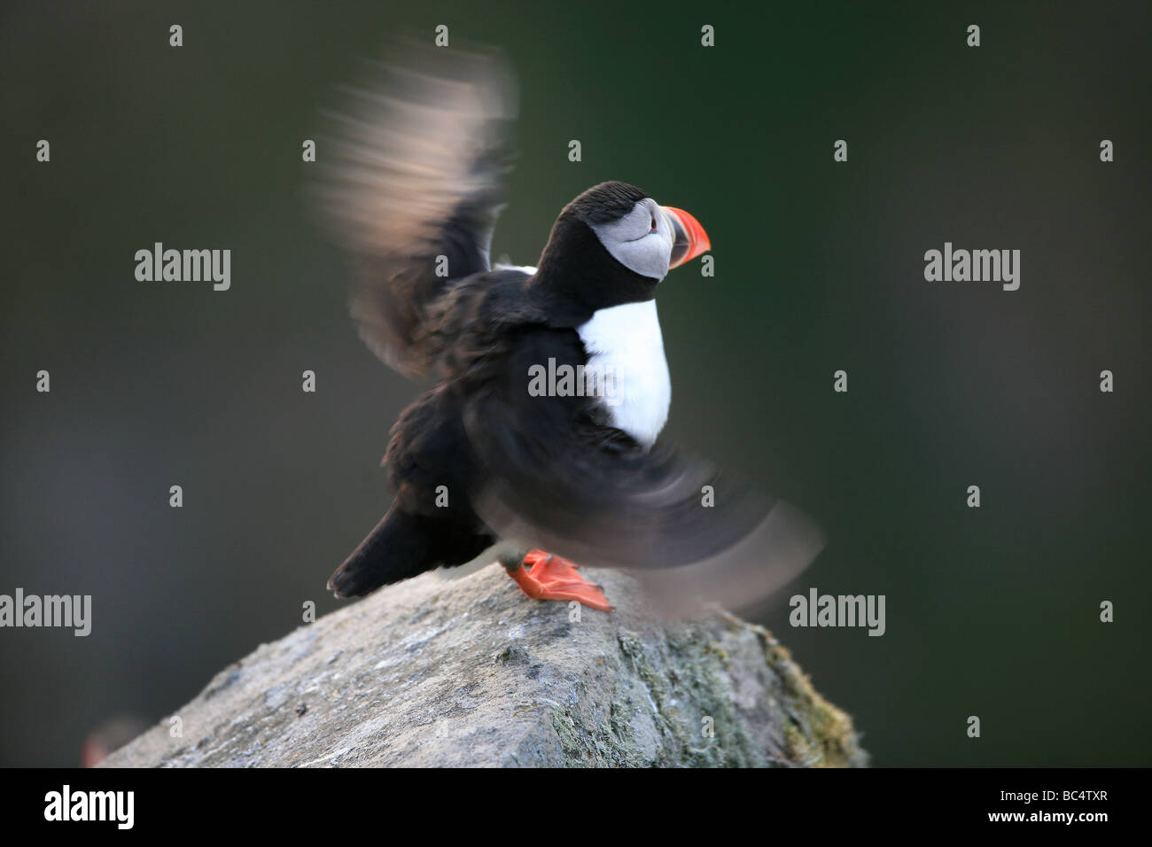 Atlantic Puffin, Fratercula arctica, at Runde island in western Norway ...