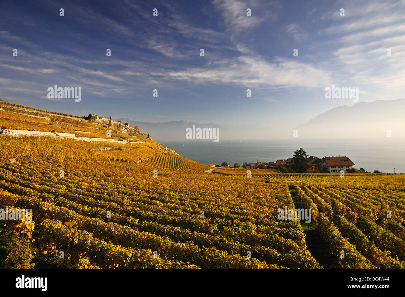 Vineyards of Lavaux at evening, at the village of Rivaz, looking out ...