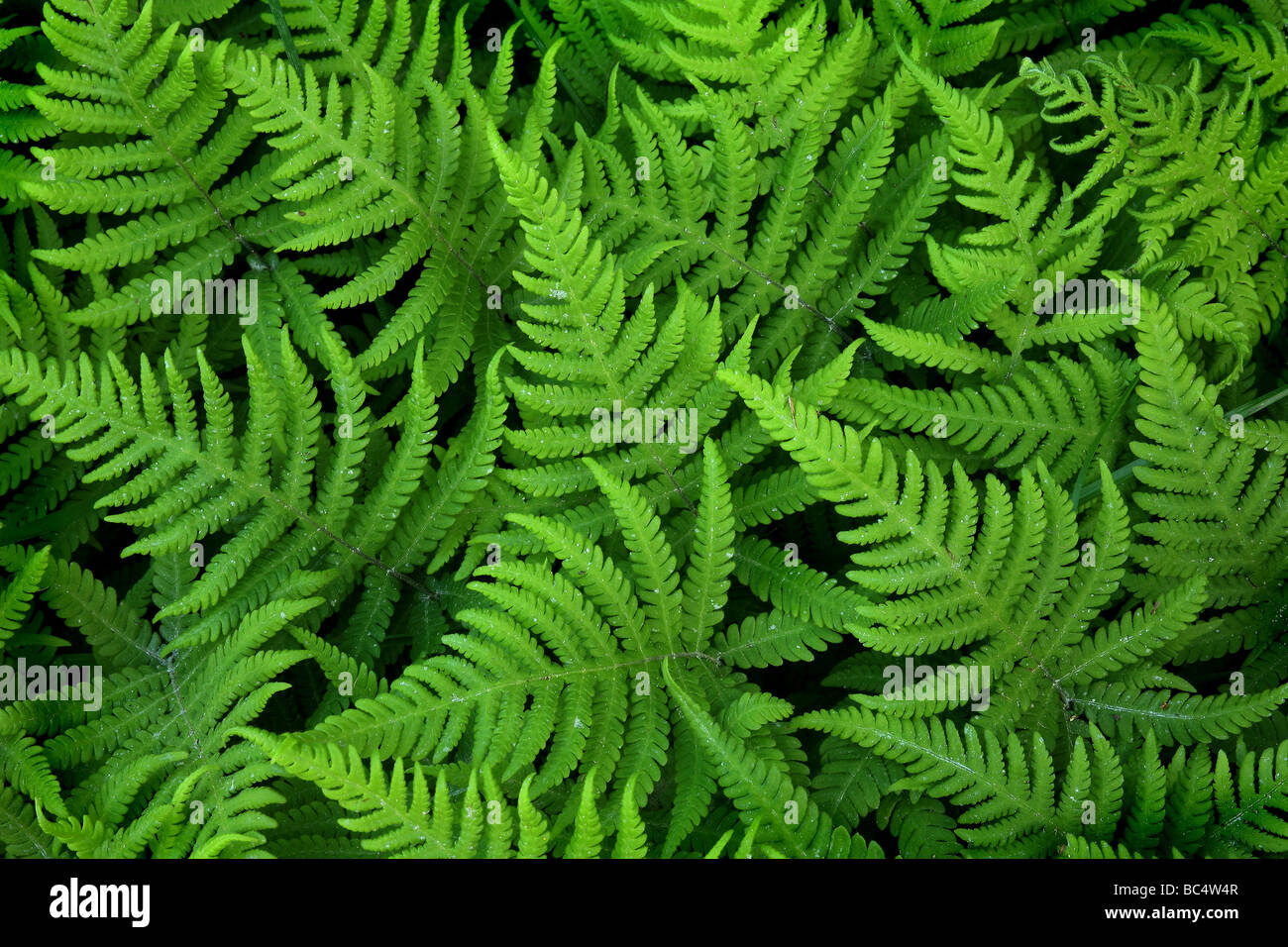 Ferns hi-res stock photography and images - Alamy
