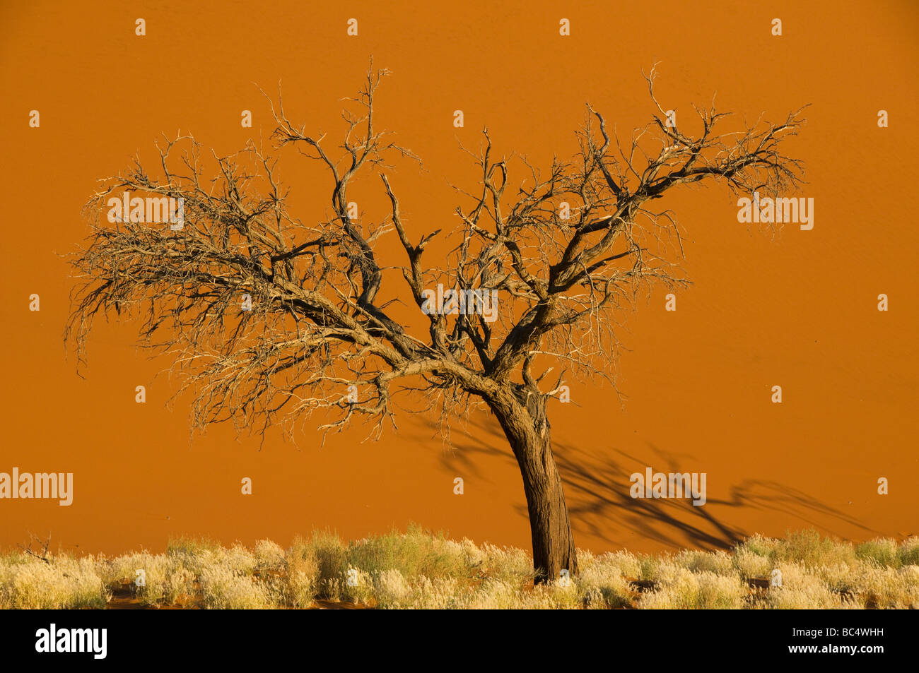the beautiful sand dune landscape of Sossusvlei National Park in Nambia ...