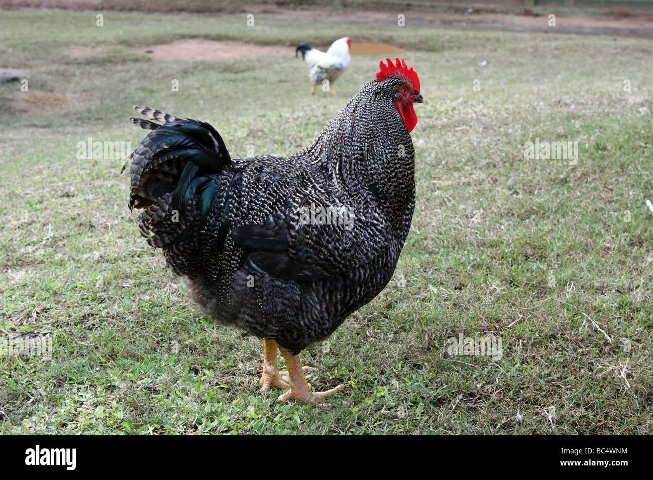 BLACK ROOSTER LOOKING FOR FOOD HORIZONTAL BDA11254 Stock Photo - Alamy
