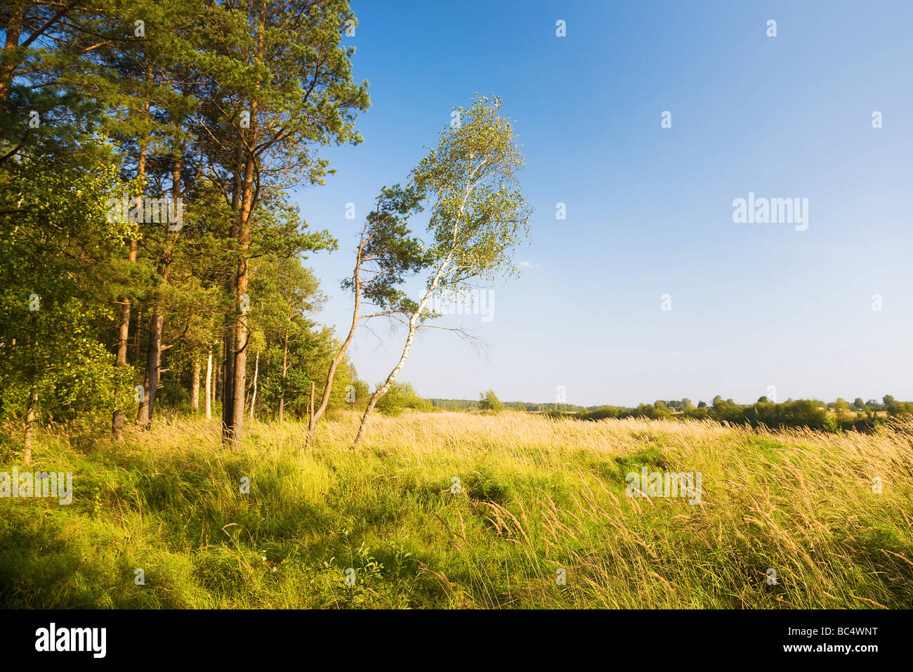 Beautiful landscape Field and edge of forest Stock Photo - Alamy