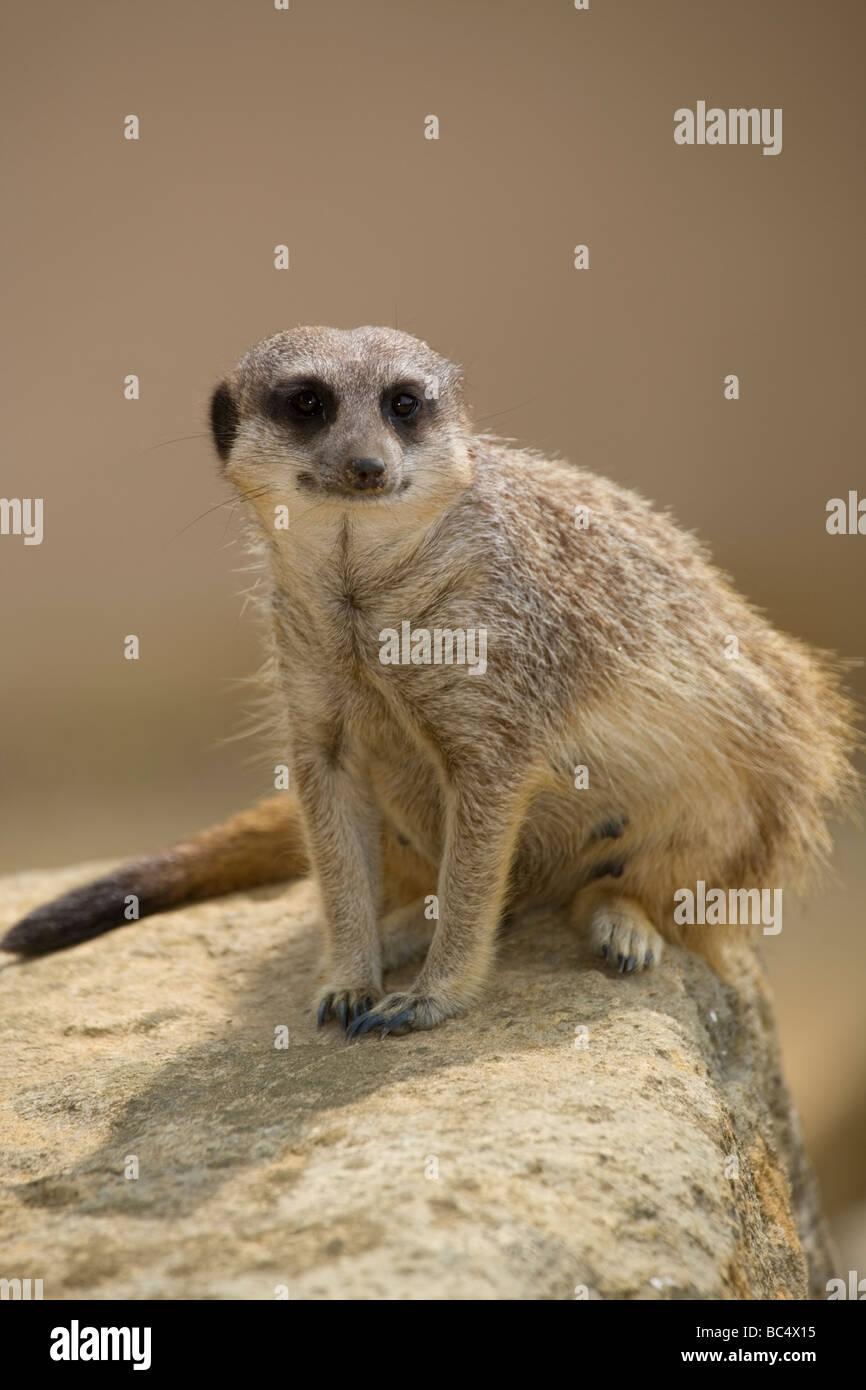 Cute meerkat one hi-res stock photography and images - Alamy