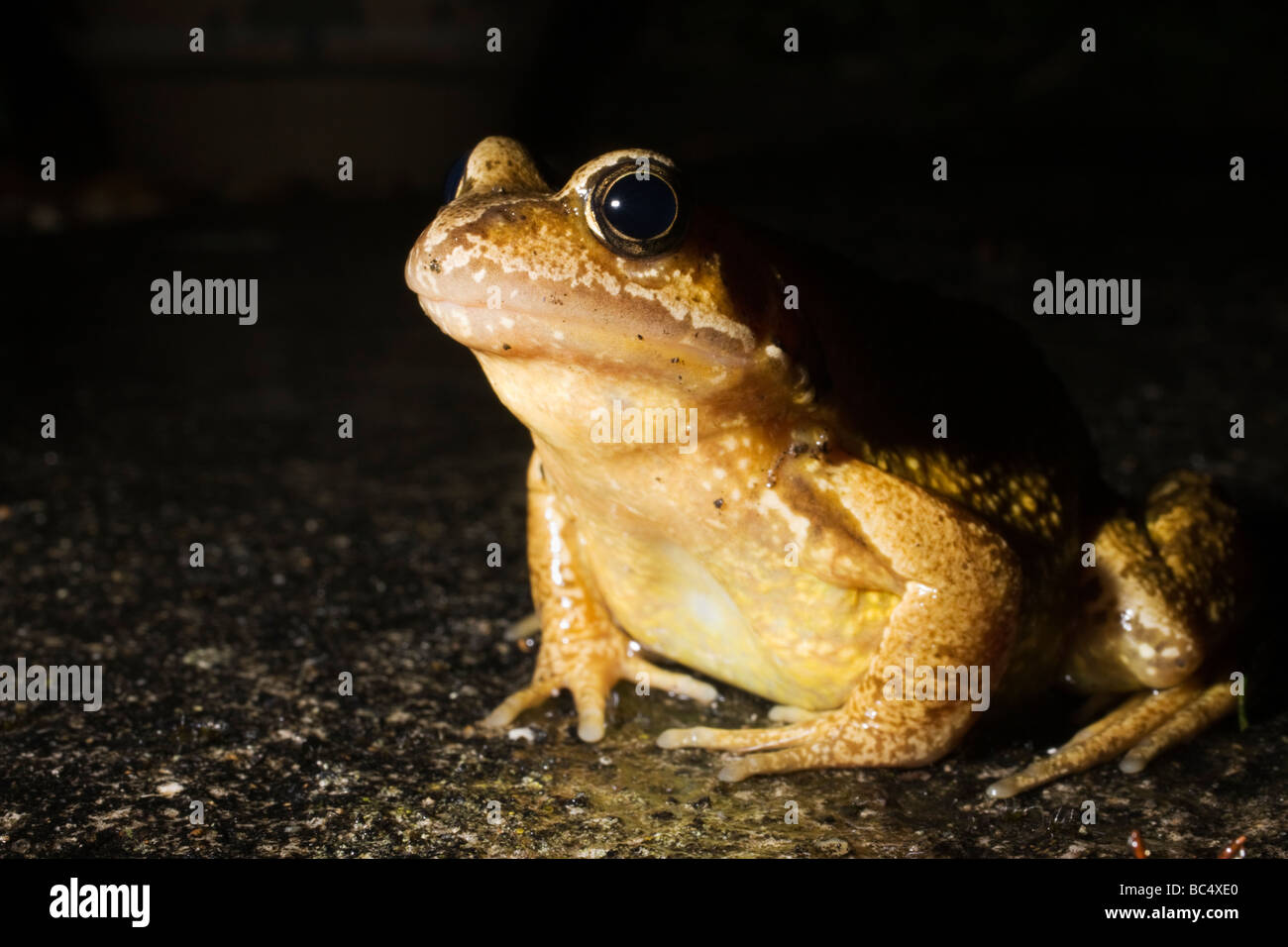 British common frog hi-res stock photography and images - Alamy