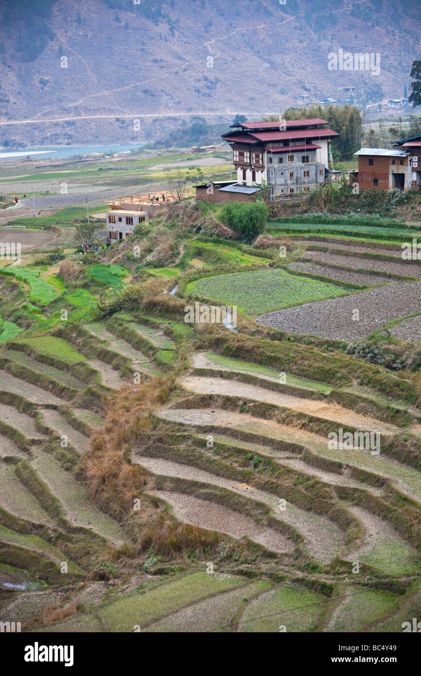 Rice paddy fields in the springtime view from above. Thimphu province ...