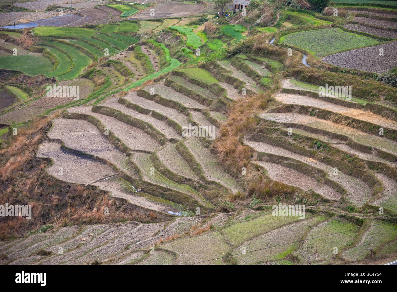 Rice paddy fields in the springtime view from above. Thimphu province ...