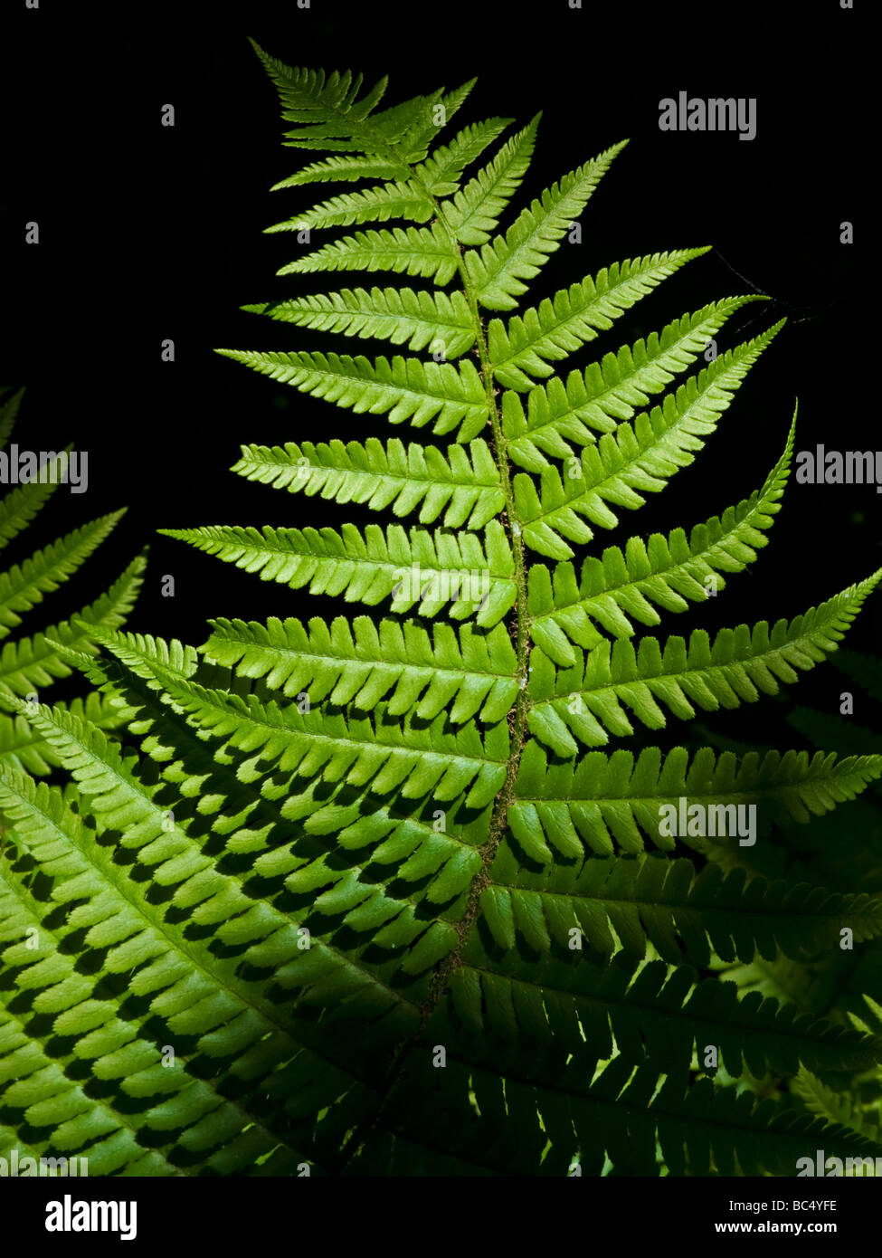 Theatrically lit fern leaf in an English wood Stock Photo - Alamy Theatrically lit fern leaf in an English wood Stock Photo - Alamy