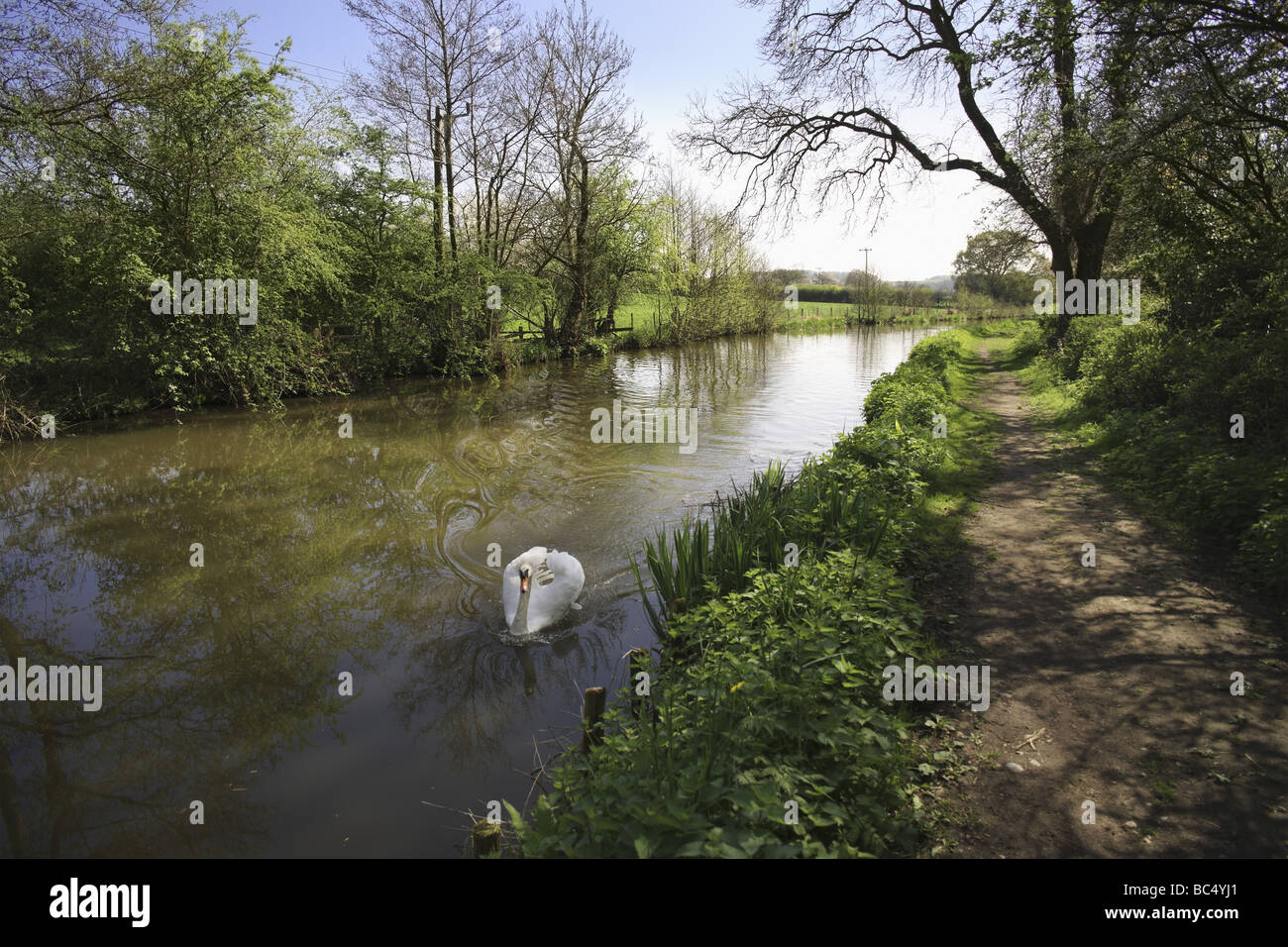 river bank with plants and vegetation Stock Photo - Alamy