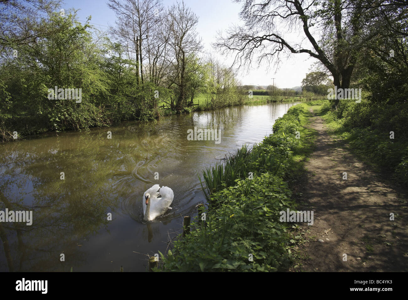 river bank with plants and vegetation Stock Photo - Alamy