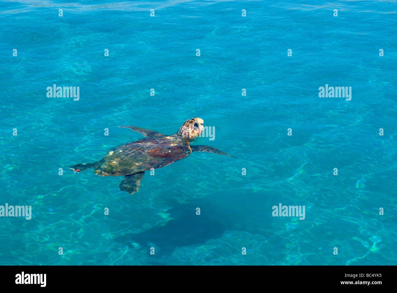 loggerhead turtle(caretta caretta) surfacing to breath laganas bay ...