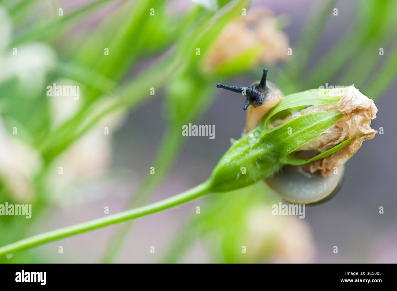 Arion hortensis. Garden slug on a dead campanula flower in an english ...