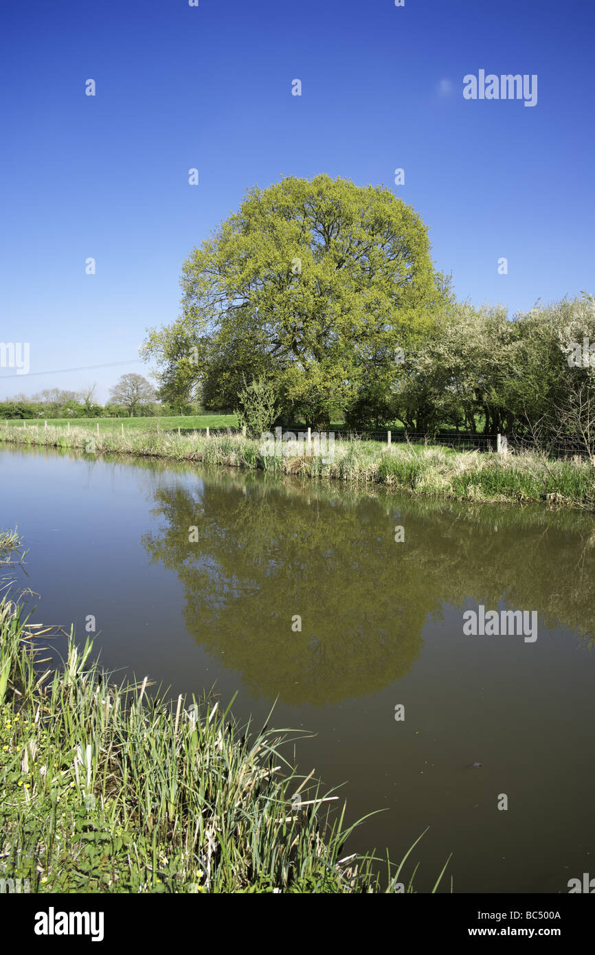 river bank with plants and vegetation Stock Photo - Alamy
