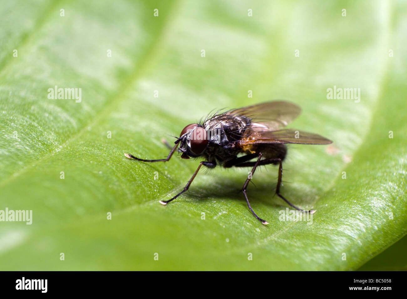 Leaf wing leaf wing hi-res stock photography and images - Alamy