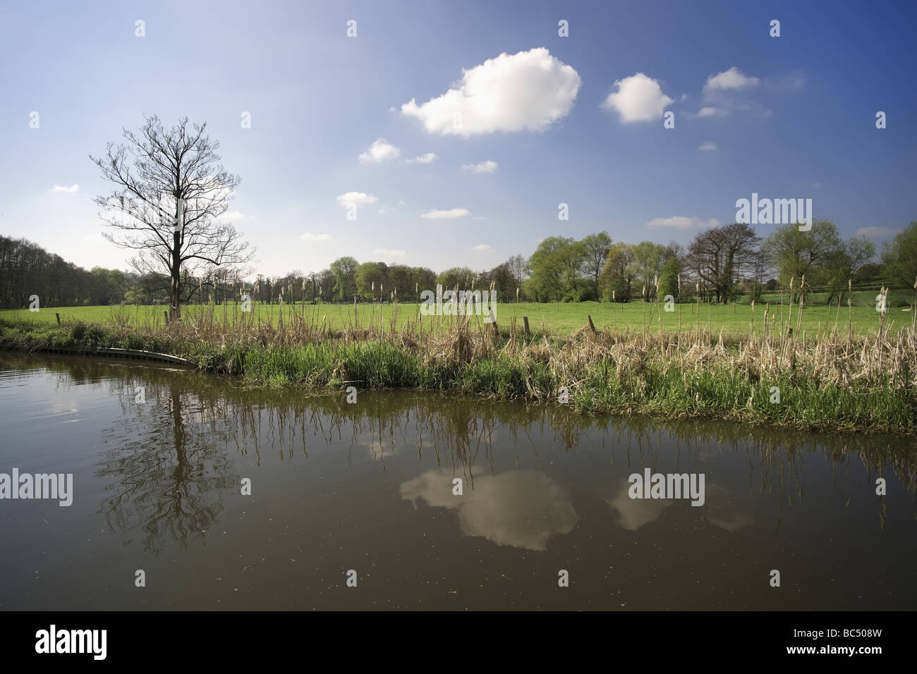 river bank with plants and vegetation Stock Photo - Alamy