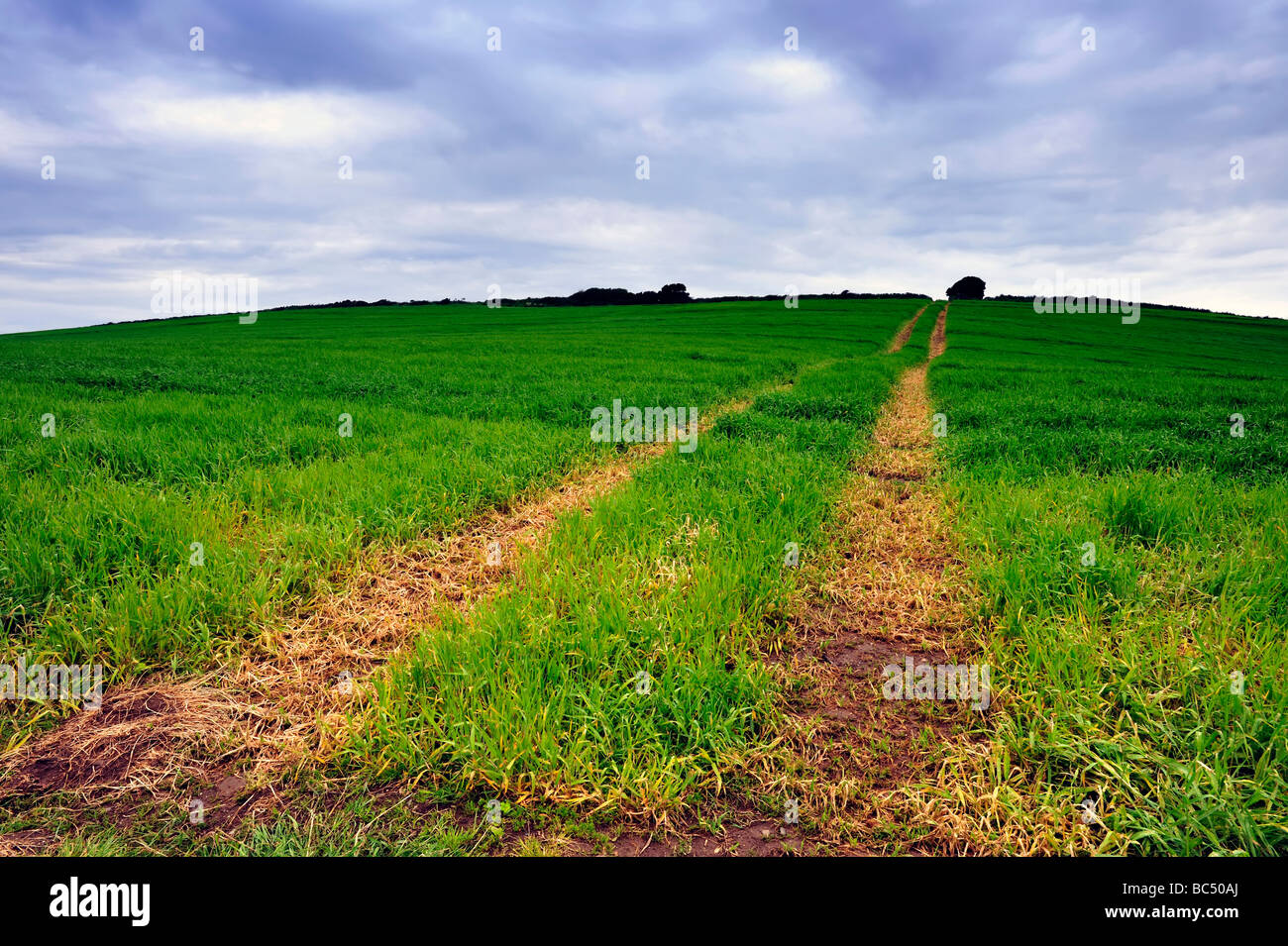 Newly planted corn hi-res stock photography and images - Alamy