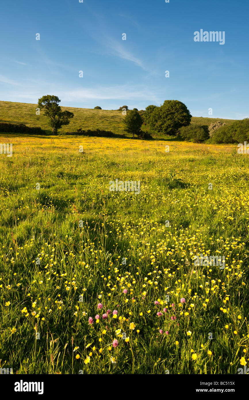Irish landscape,showing meadowland with daisys and wildflowers Stock ...