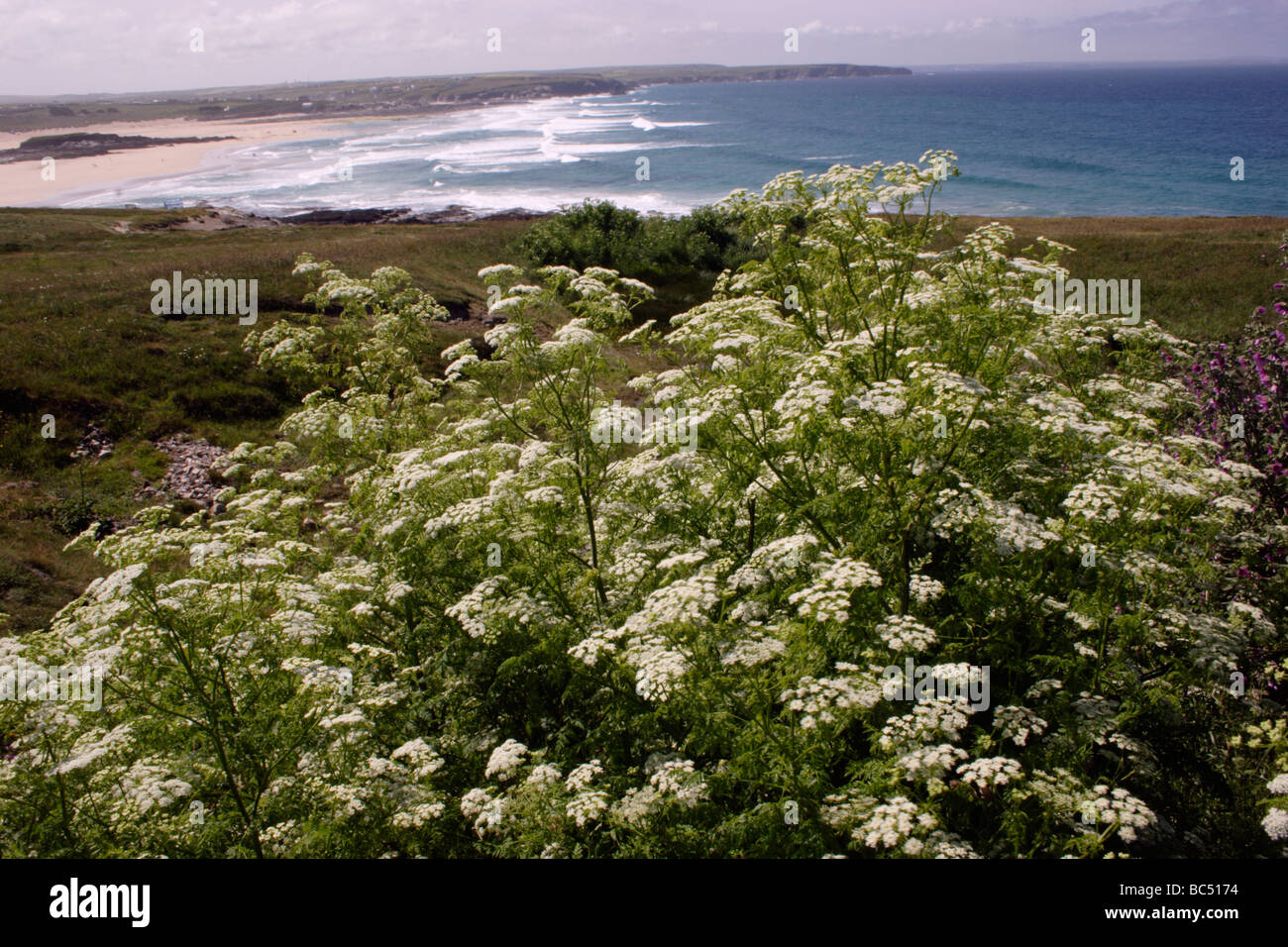 Hemlock Conium maculatum Apiaceae UK Stock Photo - Alamy