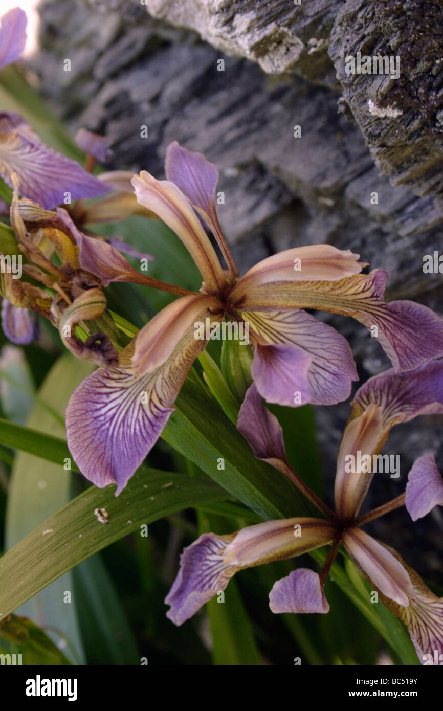 Stinking iris Iris foetidissima Iridaceae UK Stock Photo - Alamy