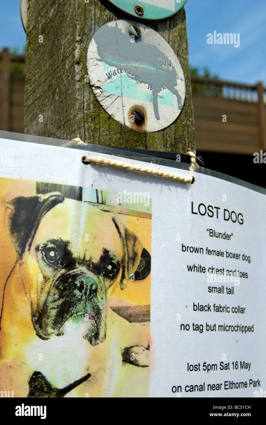 handmade poster for missing dog, a female boxer, by the grand union ...