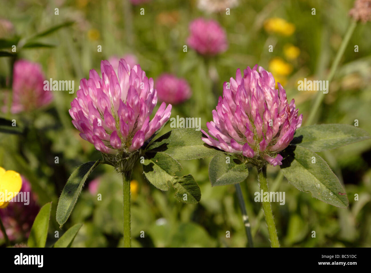 Red clover Trifolium pratense Fabaceae UK Stock Photo - Alamy