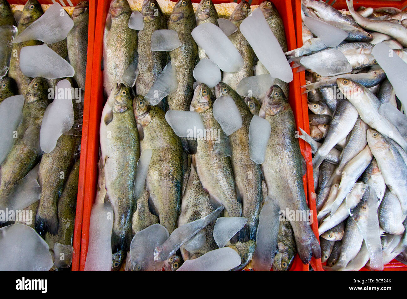 Fish market tehran iran hi-res stock photography and images - Alamy