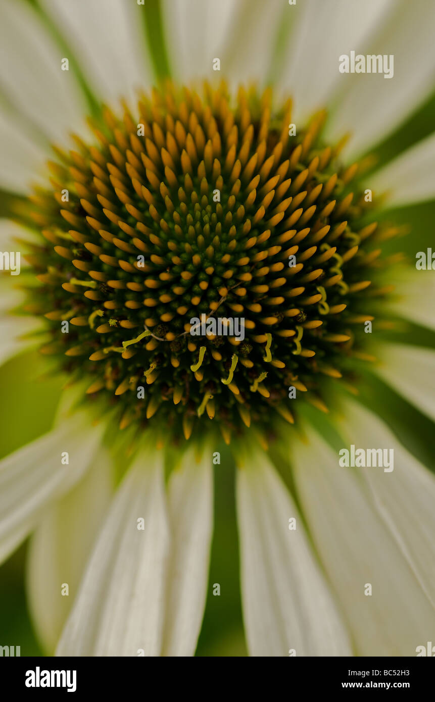 Stamin hi-res stock photography and images - Alamy